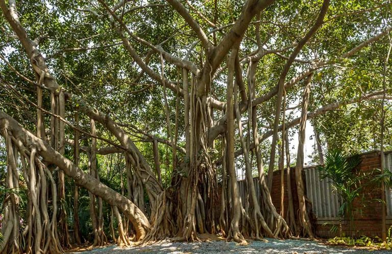 Top 25 Things to do in Chennai with Updated Activity list