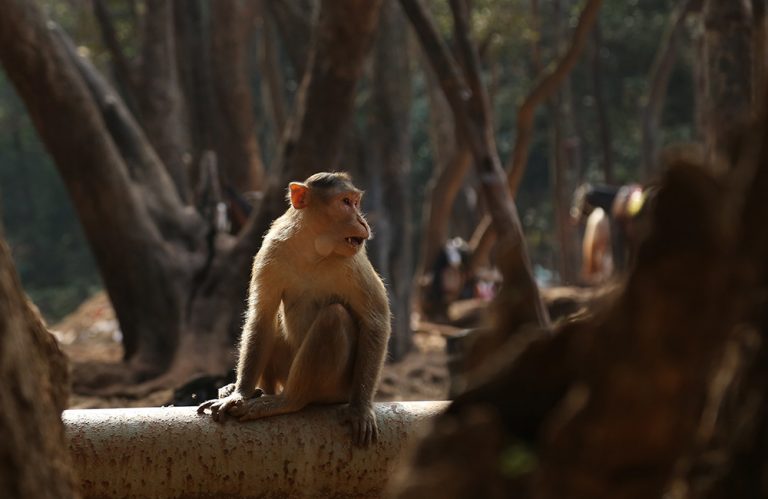 49 Tourist Places to Visit in Mumbai: Location, Timing, Entry Fee