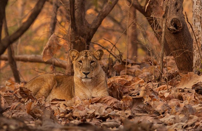 19 Best Places to Visit in November in India (2023)