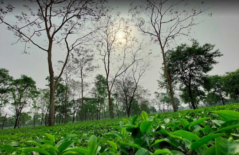 15 Best Places to Visit in Siliguri 2023: Timings, Ticket Price